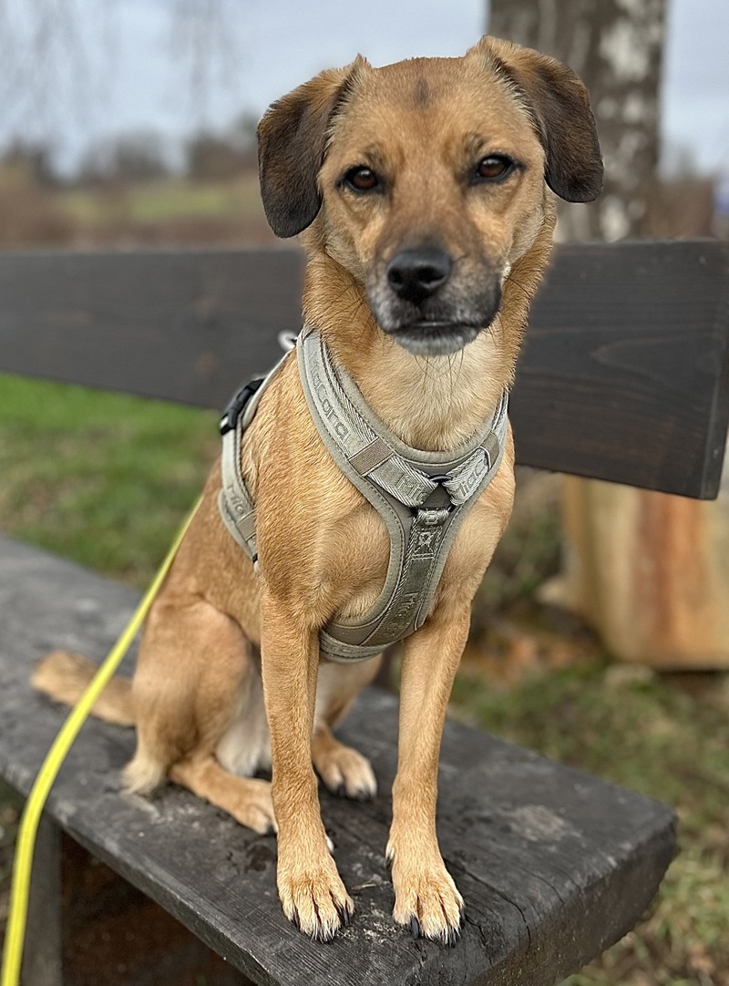 Hund Luna – strubeli.ch