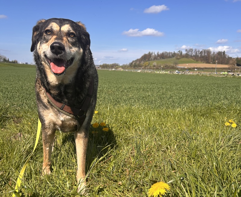 Hunde – strubeli.ch