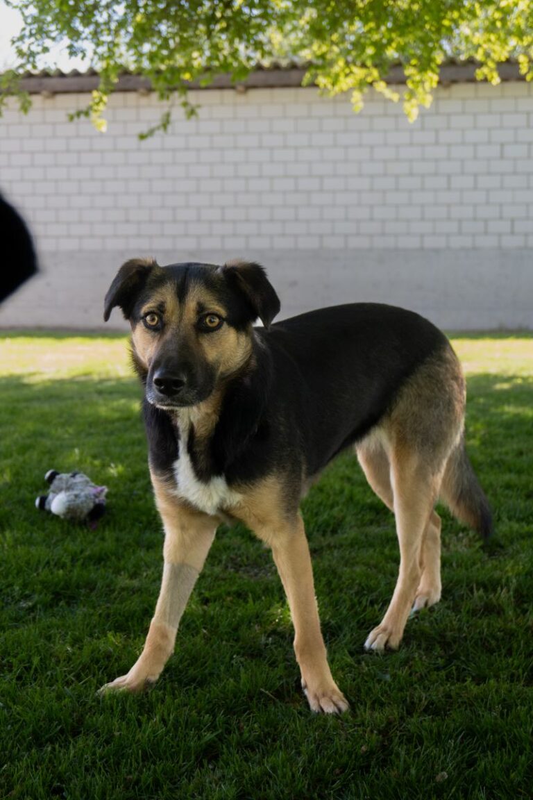 Hunde – strubeli.ch