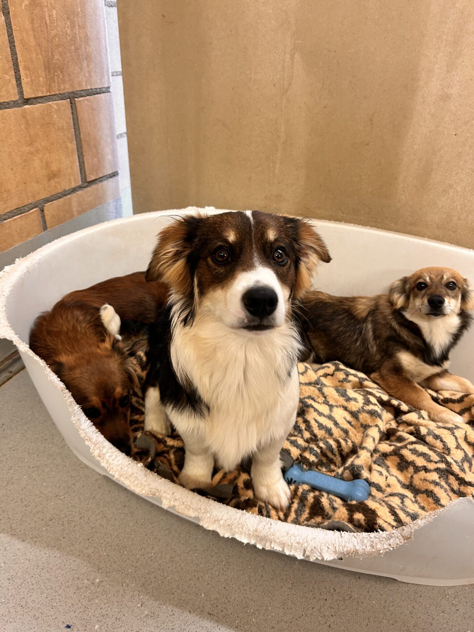Hunde – strubeli.ch